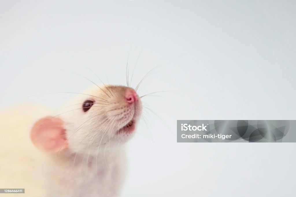 Putih Lucu Lucu Wajah Tikus Dengan Tampilan Bunga Foto Stok Unduh