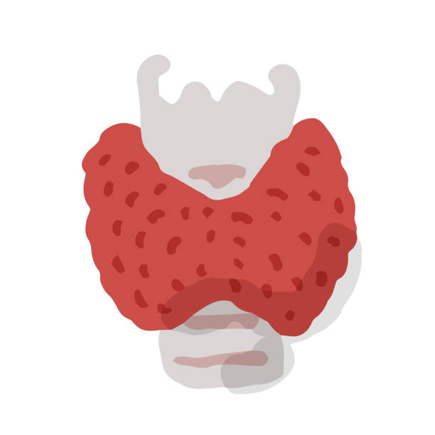 140 Thyroid Exam Ilustrasi Grafik Vektor And Clip Art Bebas Royalti