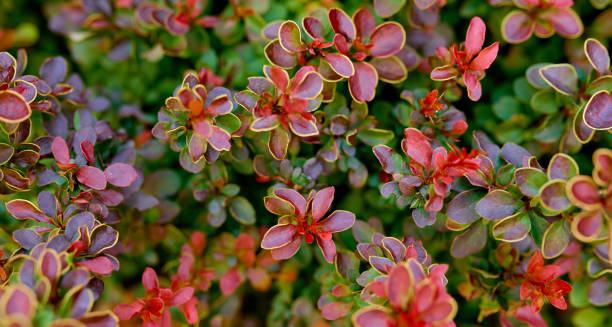 Barberry Pictures | Download Free Images on Unsplash