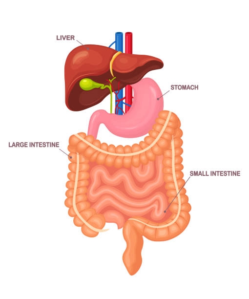 400+ Appendix Organ Icon Stock Illustrations, Royalty-Free Vector ... 400+ Appendix Organ Icon Stock Illustrations, Royalty-Free Vector ...