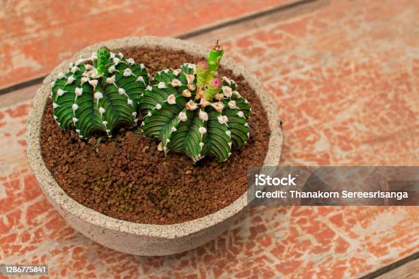 Kaktus Dalam Panci Putih Ditempatkan Di Atas Meja Foto Stok Unduh