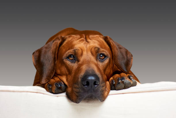 Rhodesian Ridgeback Pictures | Download Free Images on Unsplash