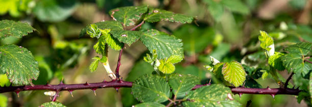 Thorn Bush Pictures | Download Free Images on Unsplash
