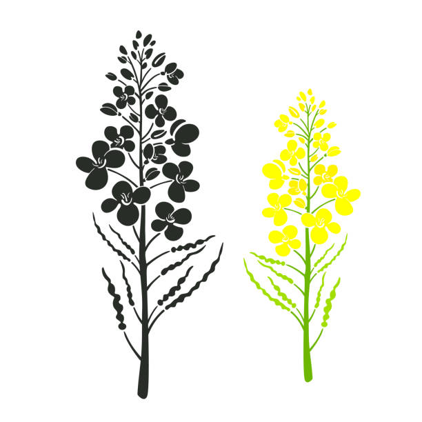 1900 Brassica Napus Ilustrasi Grafik Vektor And Clip Art Bebas Royalti Terbaik Istock