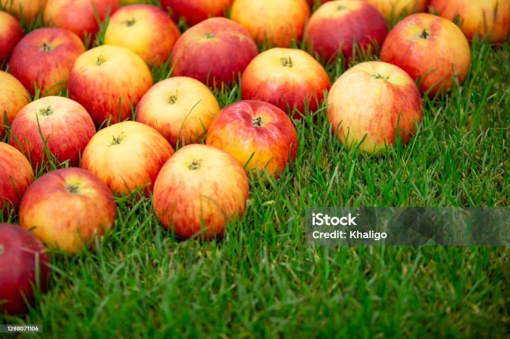 Apel Merah Segar Di Rumput Konsep Makanan Buah Foto Stok Unduh Gambar Sekarang Alam Berair
