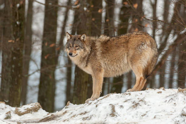 Free Stock Photo of Wolf on a rock | Download Free Images and Free ...
