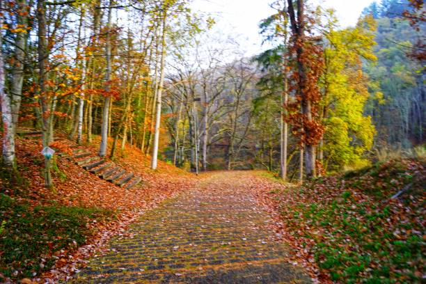 Automn Pictures | Download Free Images on Unsplash