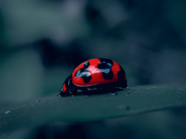 Miraculous Ladybug 4k Wallpaper Photos, Download The BEST Free ...