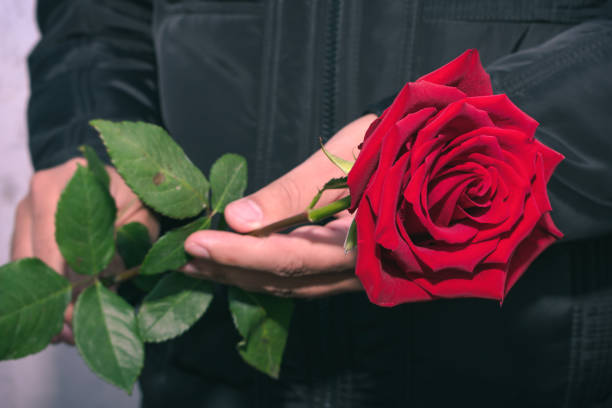 Red Rose Hand Pictures | Download Free Images on Unsplash