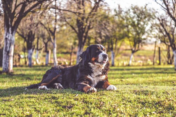 Mountain Dog Pictures | Download Free Images on Unsplash