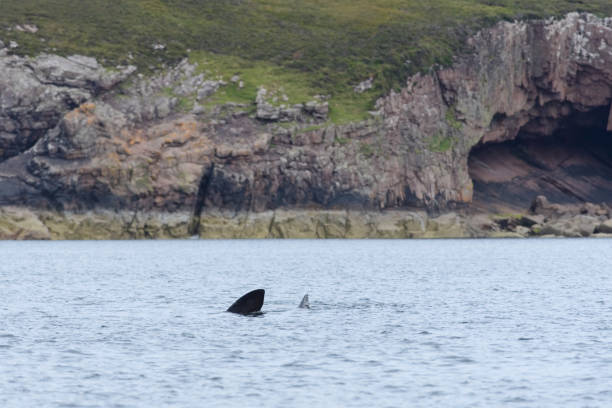 Basking Shark Pictures | Download Free Images on Unsplash