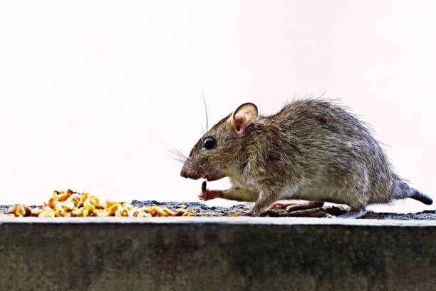 Free Stock Photo of Rodent Eating Piece of Food on White Background ...
