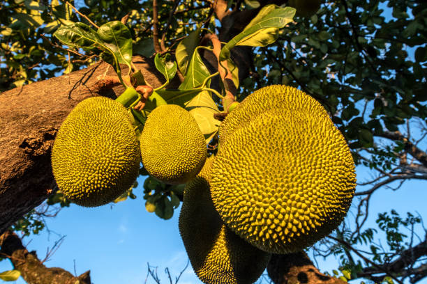 1000+ Jackfruit Pictures | Download Free Images on Unsplash