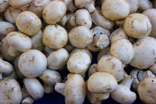 Champignon Pictures | Download Free Images on Unsplash
