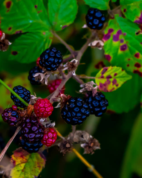 Wildberries Pictures | Download Free Images on Unsplash