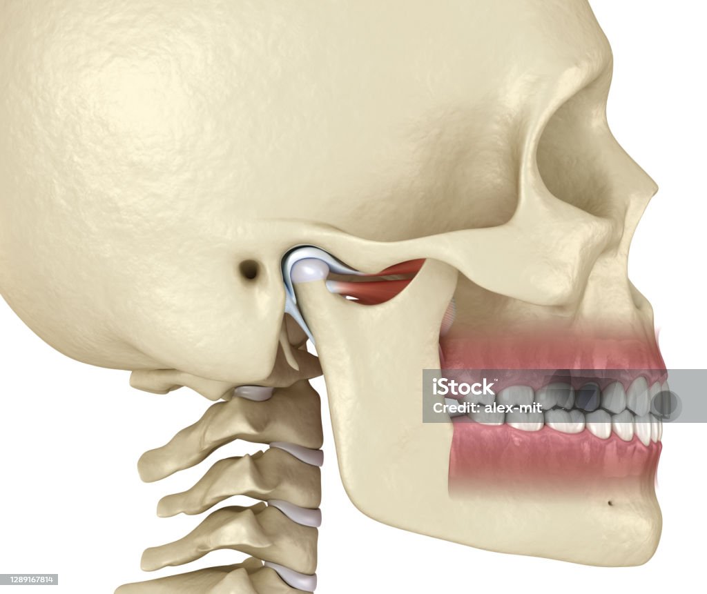 Tmj The Temporomandibular Joints Healthy Occlusion Anatomy Medically