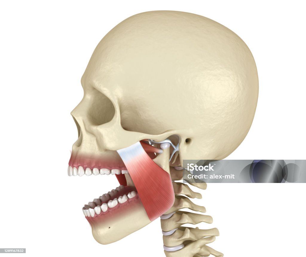 Tmj The Temporomandibular Joints And Muscles Medically Accurate 3d