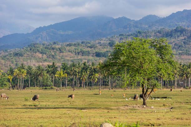 Timor Leste Pictures | Download Free Images on Unsplash