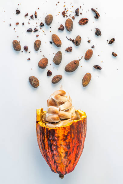 Cacao Tree Pictures | Download Free Images on Unsplash