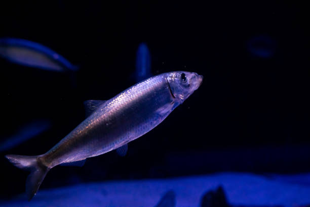 37000 Ikan Haring Foto Stok Potret And Gambar Bebas Royalti Istock