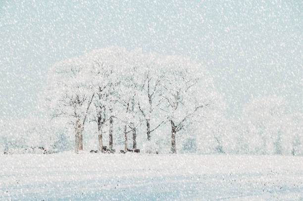 30k+ Snow White Pictures | Download Free Images on Unsplash