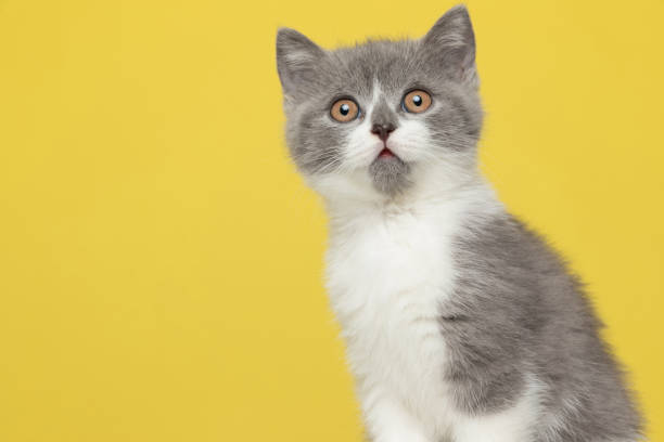 Confused Cat Pictures | Download Free Images on Unsplash