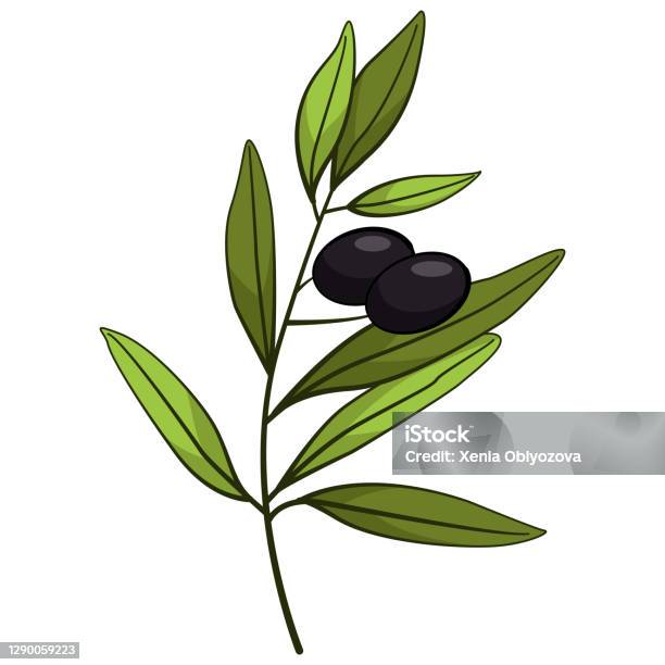 Branchement Dolivier Aux Olives Noires Illustration Vectorielle Pour La