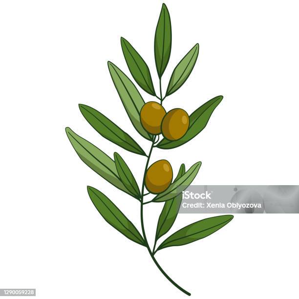 Branchement Dolivier Aux Olives Vertes Illustration Vectorielle Pour La