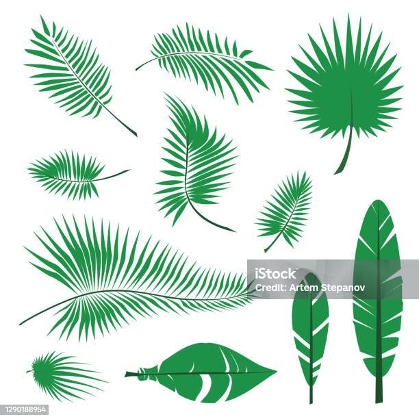 Koleksi Ikon Daun Palem Siluet Daun Hutan Ilustrasi Stok Unduh Gambar