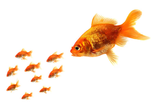 70,000+ Free Cartoon Fish & Fish Images - Pixabay