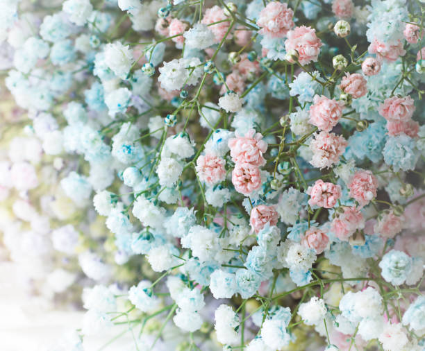 Light Blue Flower Pictures | Download Free Images on Unsplash