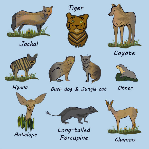 Coyotes Drawing Illustrations Royalty Free Vector Graphics And Clip Art