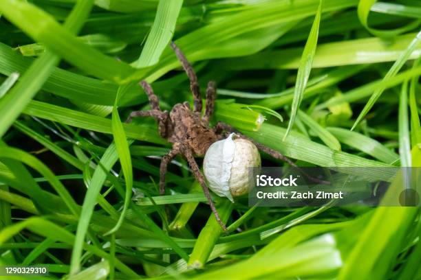 Labalaba Serigala Dengan Kapas Telur Di Rumput Foto Stok - Unduh Gambar ... Labalaba Serigala Dengan Kapas Telur Di Rumput Foto Stok - Unduh Gambar ...