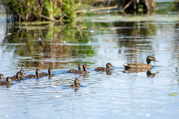Ente Pictures | Download Free Images on Unsplash