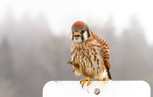 Talons Pictures | Download Free Images on Unsplash