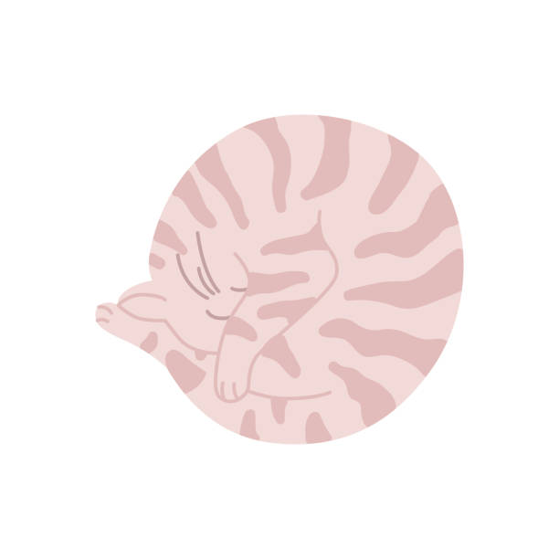 870+ Cat Curled Up Stock Illustrations, Royalty-Free Vector Graphics ... 870+ Cat Curled Up Stock Illustrations, Royalty-Free Vector Graphics ...