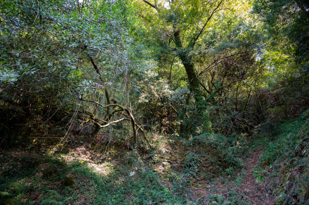 Dense Forest Pictures | Download Free Images on Unsplash