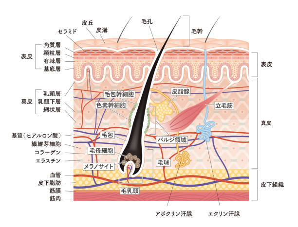 1 000 Hair Follicle Diagram Stock Illustrations Royalty Free Vector
