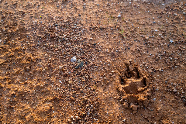 Free picture: A dog paw imprint in muddy cracked soil, a close-up of an ...