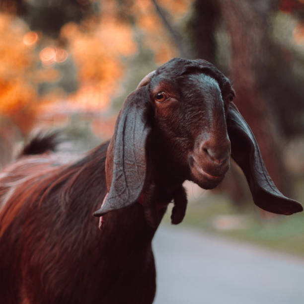 4k Goat Wallpaper Photos, Download The BEST Free 4k Goat Wallpaper ...
