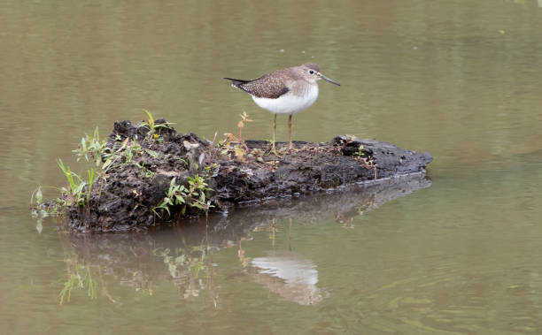 Sandpiper Pictures | Download Free Images on Unsplash