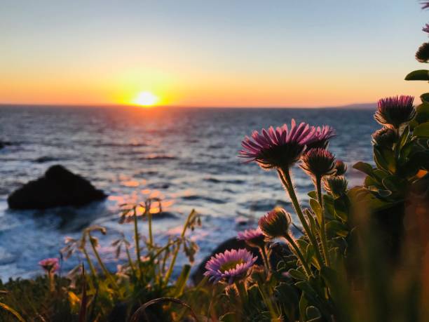 Flower Sea Pictures | Download Free Images on Unsplash