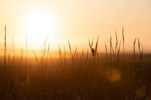 Free picture: Beautiful photograph of yellowish brown sunrise on ...