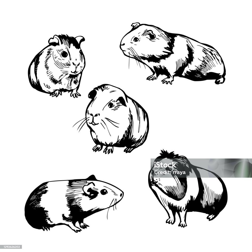 Meerschweinchen Vektorillustration Stock Vektor Art und mehr Bilder von ... Meerschweinchen Vektorillustration Stock Vektor Art und mehr Bilder von ...