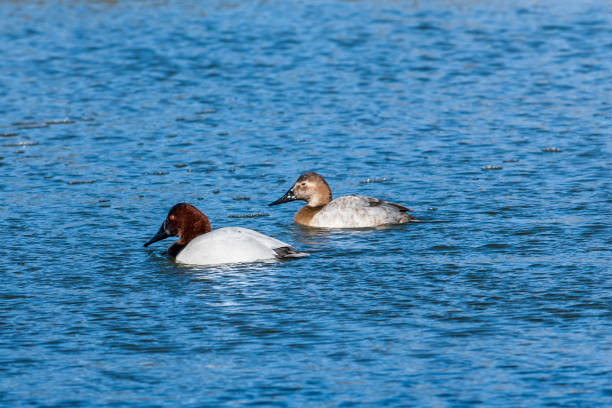 Free picture: canvasback, ducks, pair, male, female
