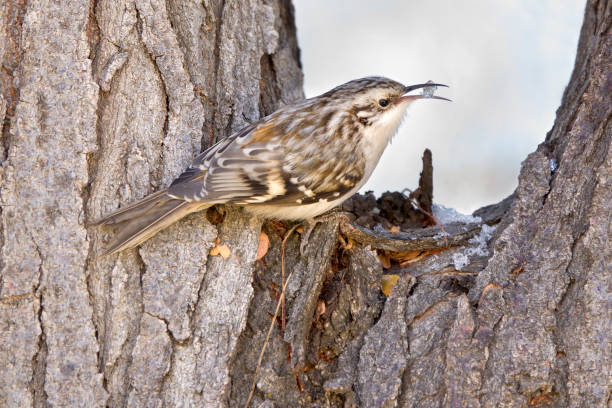 Free picture: brown, creeper, bird