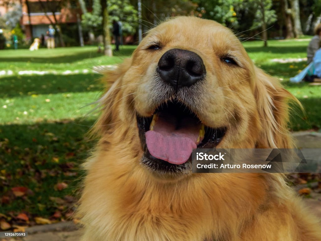 Golden Retriever Perro Sonriendo A La Cámara Foto De Stock Y Más Banco De Imágenes De Alegre
