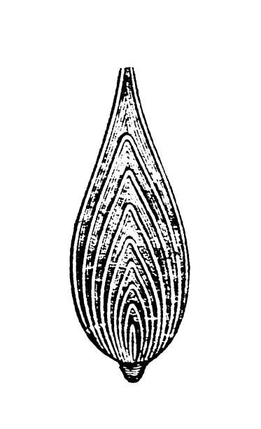 30 Foraminifera Stock Illustrations Royalty Free Vector Graphics