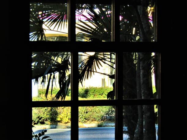 Free Stock Photo of Palm Tree Through Window | Download Free Images and ...