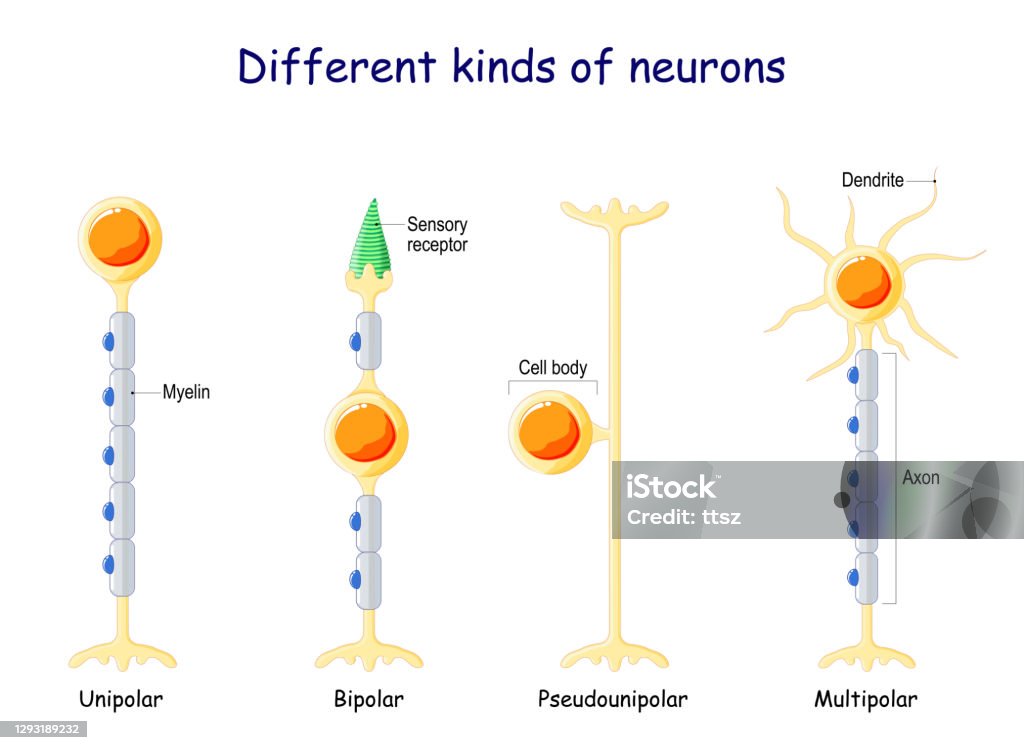 Berbagai Jenis Neuron Jenis Neuron Ilustrasi Stok - Unduh Gambar ... Berbagai Jenis Neuron Jenis Neuron Ilustrasi Stok - Unduh Gambar ...